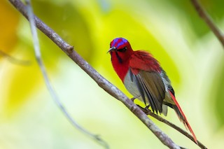 Temminck's Sunbird - Aethopyga temminckii - Birds of the World