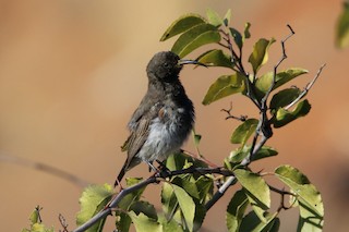 Dusky Sunbird - Cinnyris fuscus - Birds of the World