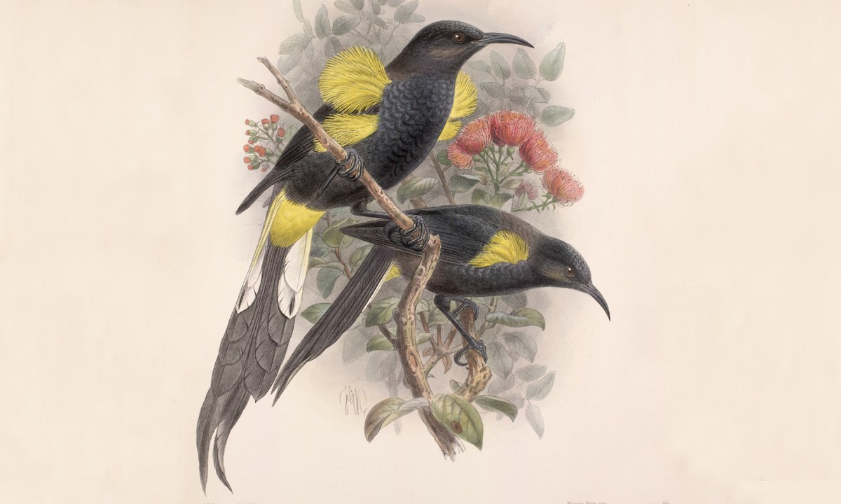 Hawaii Oo - Moho nobilis - Birds of the World