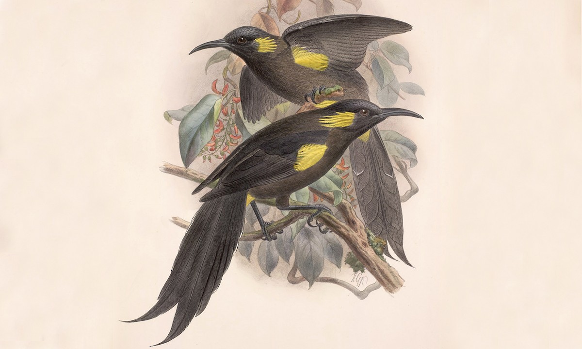 Bishop's Oo - Moho bishopi - Birds of the World