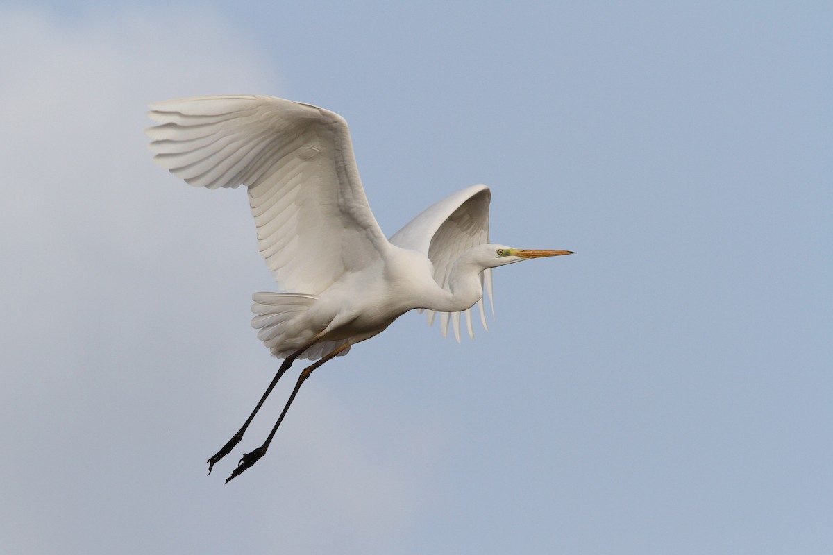 Great Egret (alba) - eBird