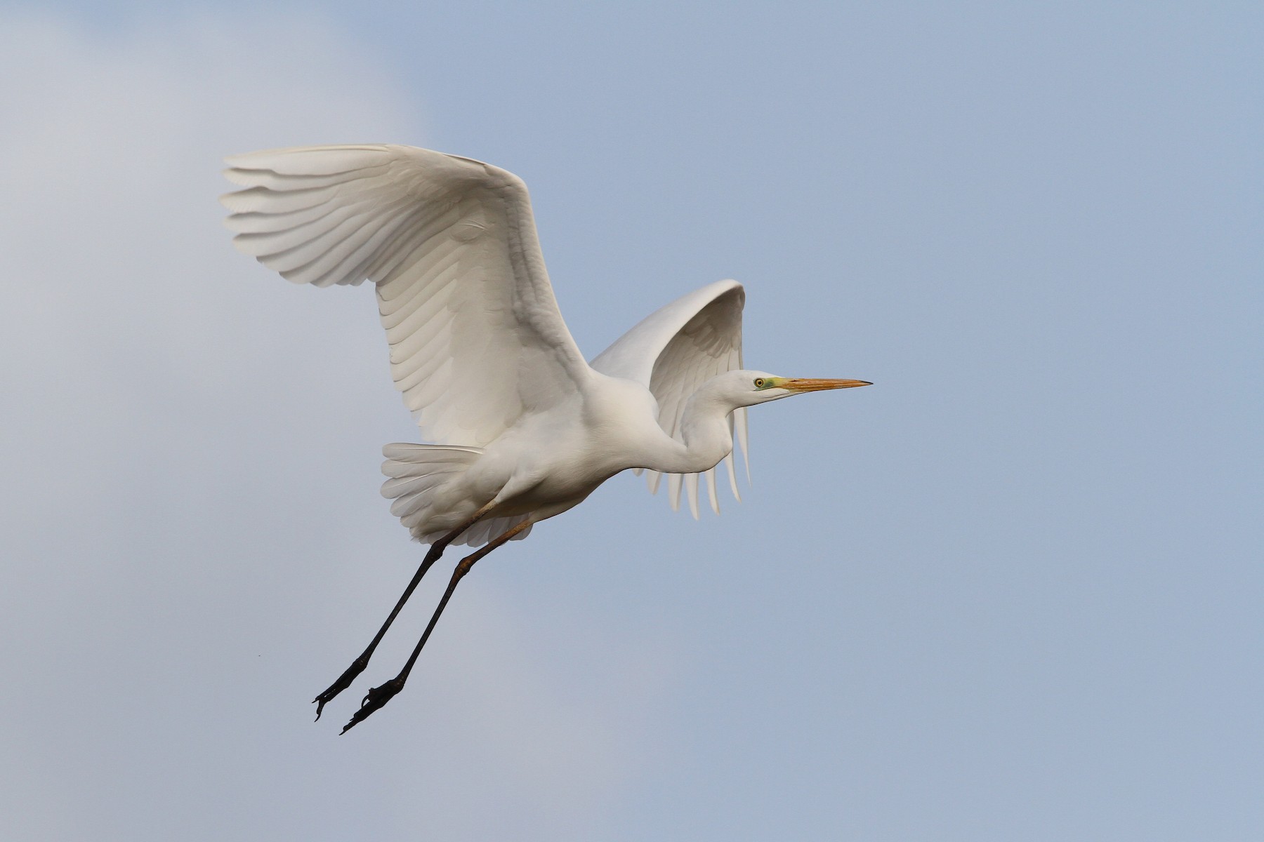 Garza Blanca (alba) - eBird