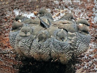 Scaled Quail - eBird