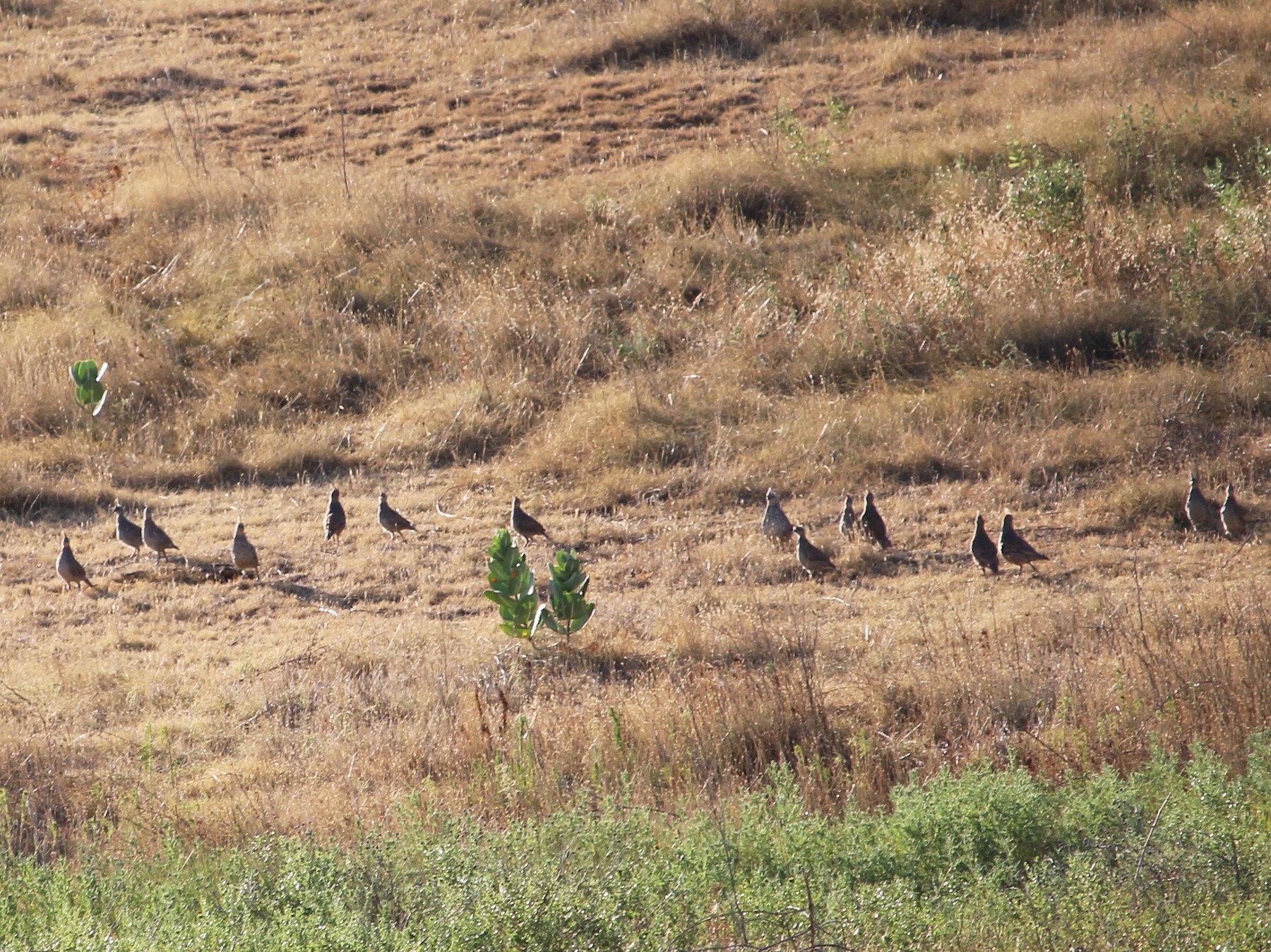 Scaled Quail - eBird