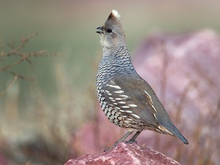 Scaled Quail - eBird