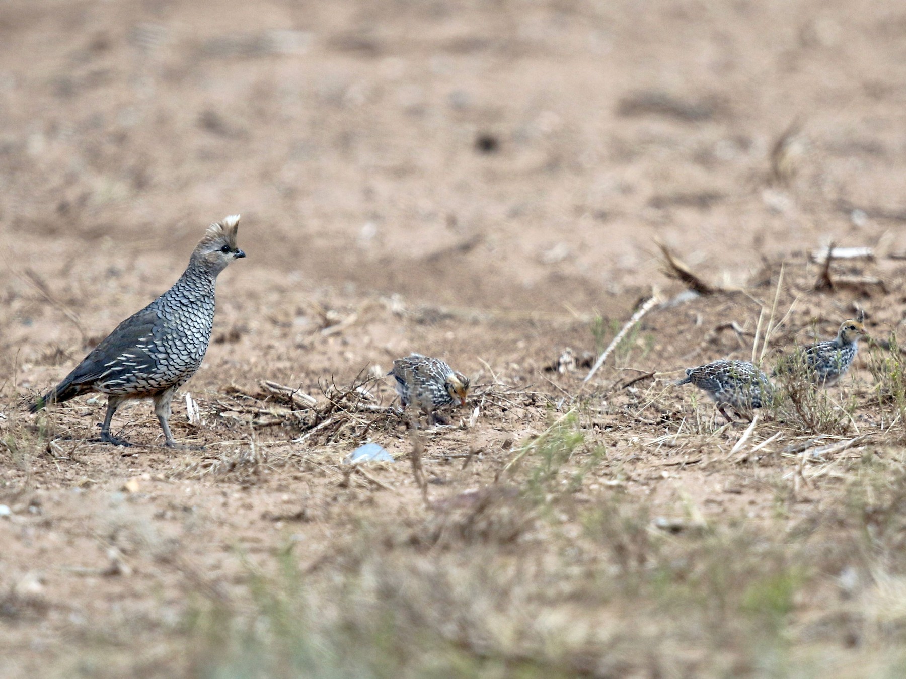 Blue Scaled Quail