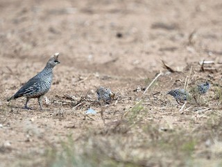 Scaled Quail - eBird