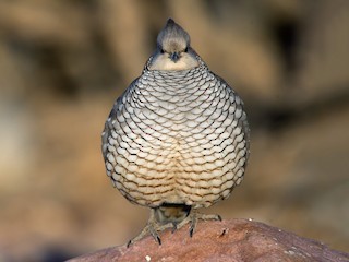 Scaled Quail - eBird