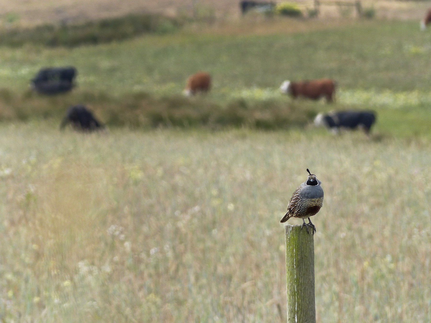 California Quail - eBird