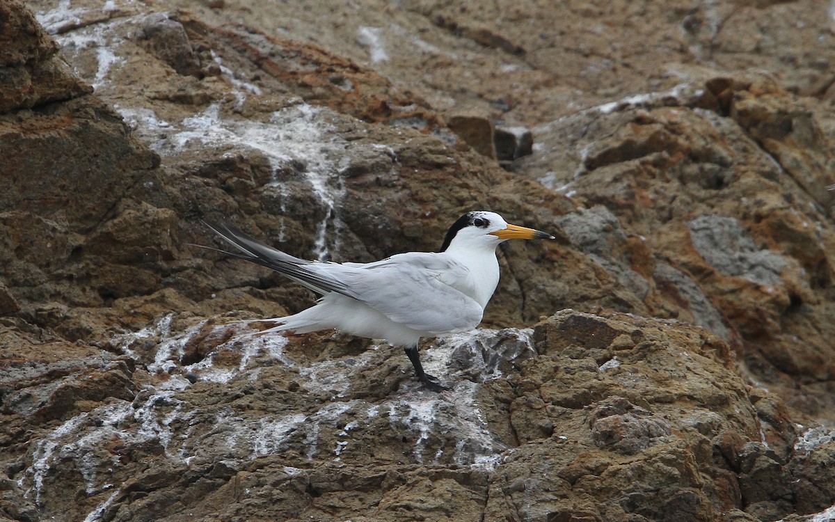 Chinese Crested Tern - Thalasseus bernsteini - Birds of the World