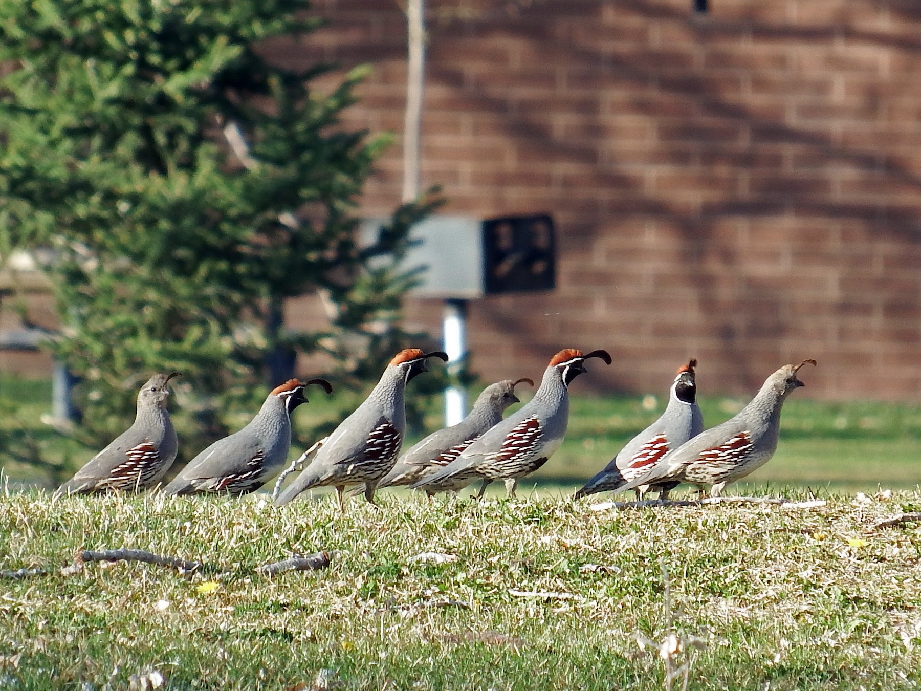 Gambel's Quail - eBird
