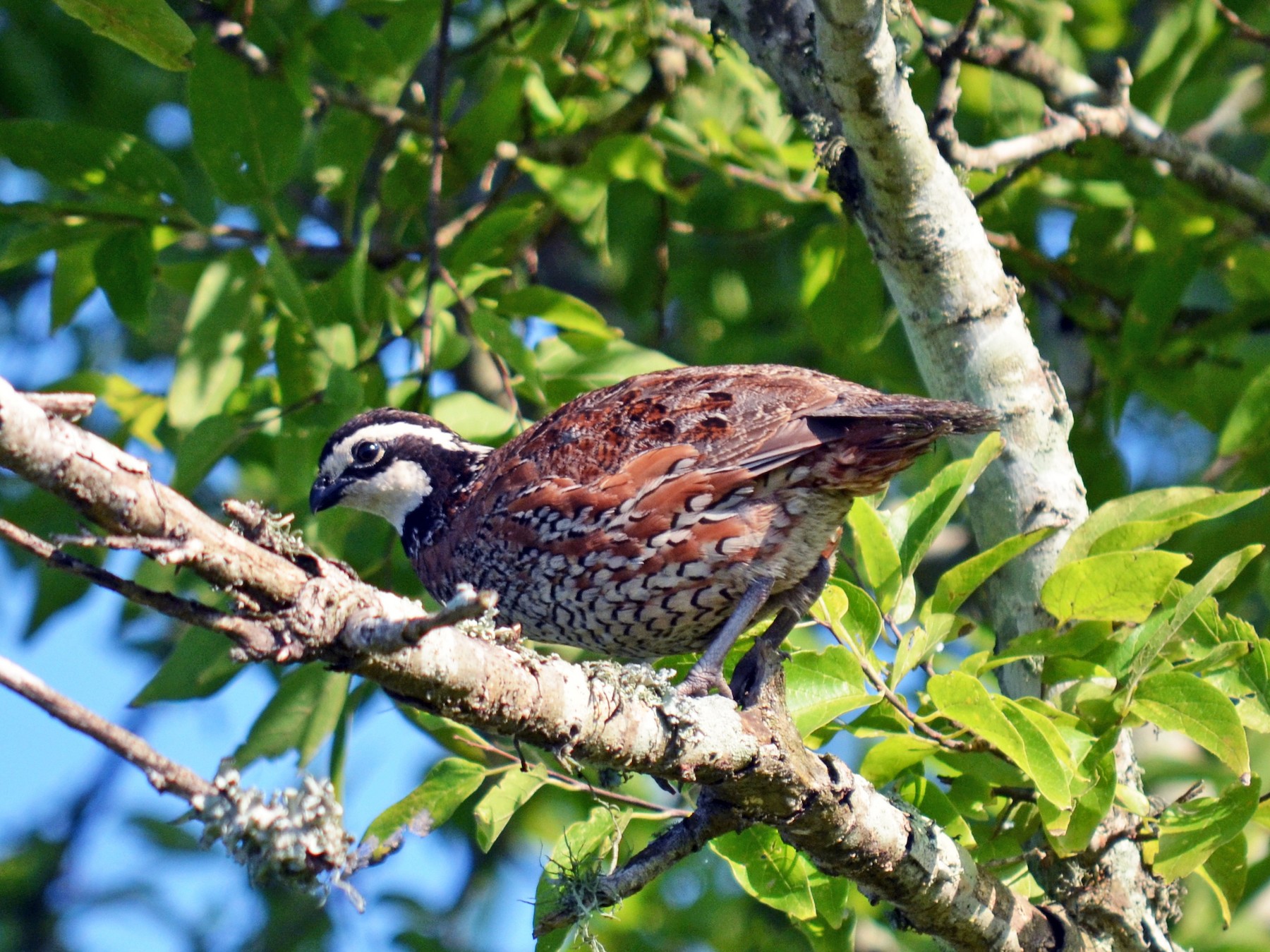 Northern Bobwhite - eBird