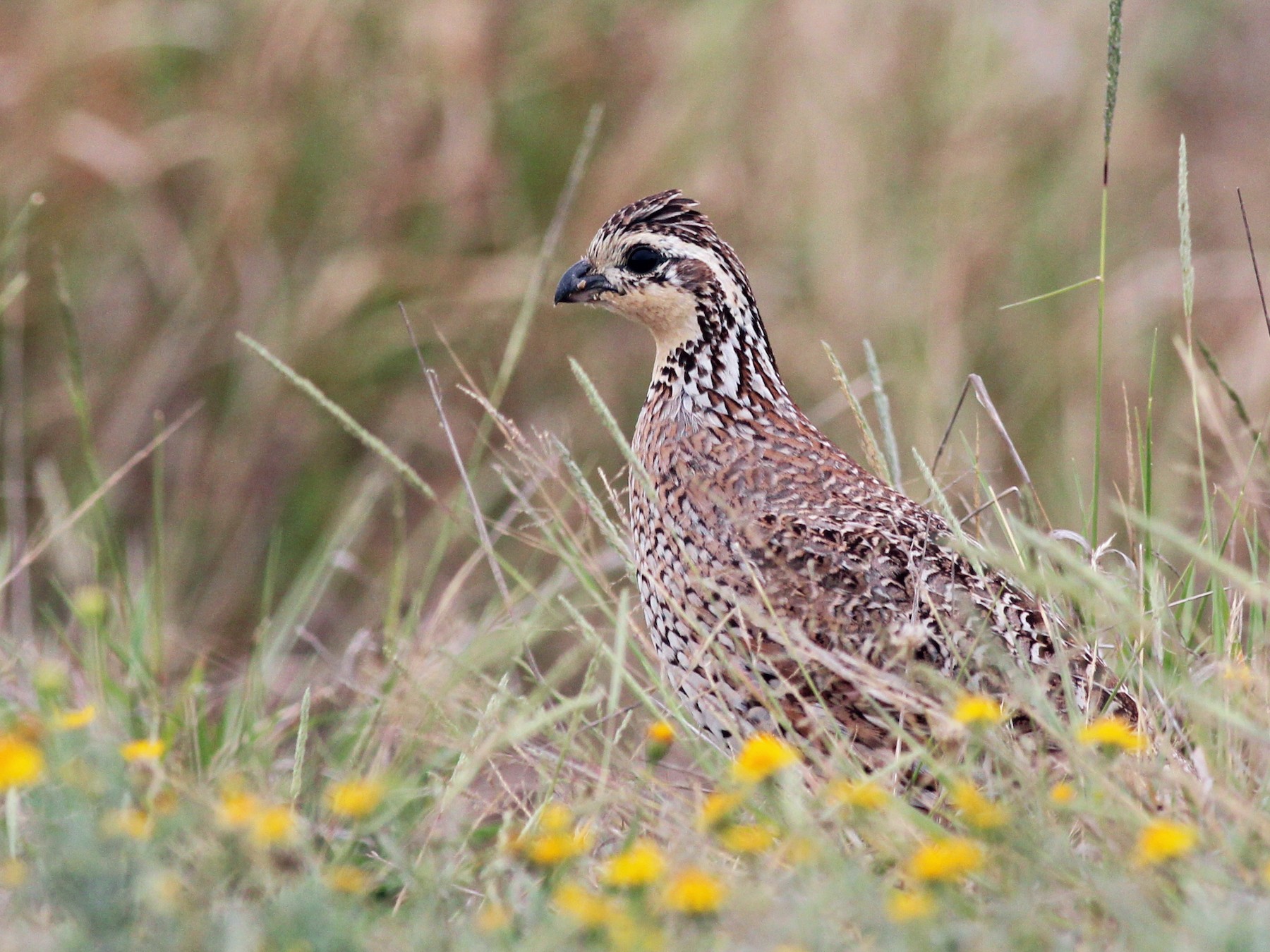 Male And Female Bobwhite Quail