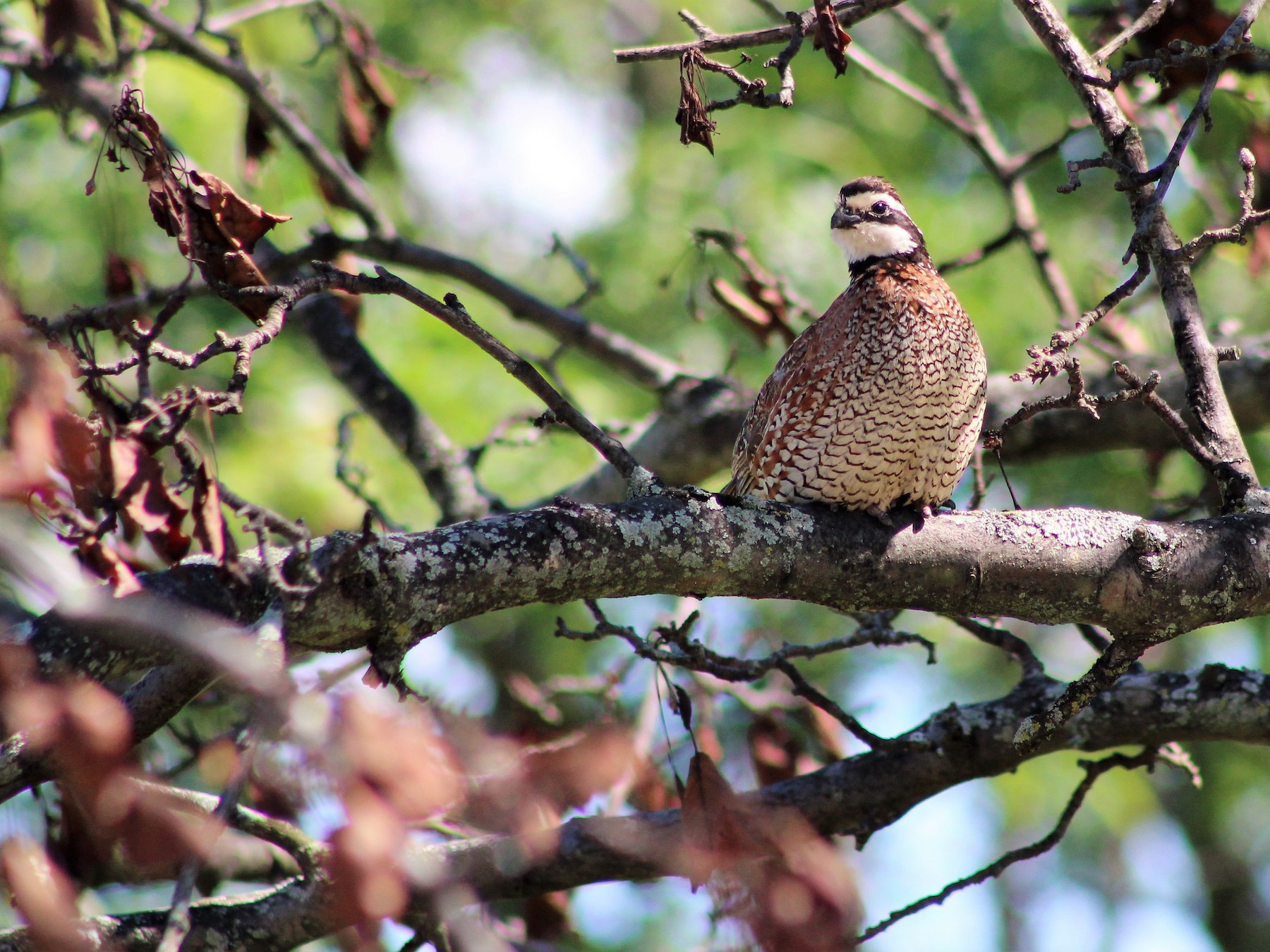 Northern Bobwhite - eBird