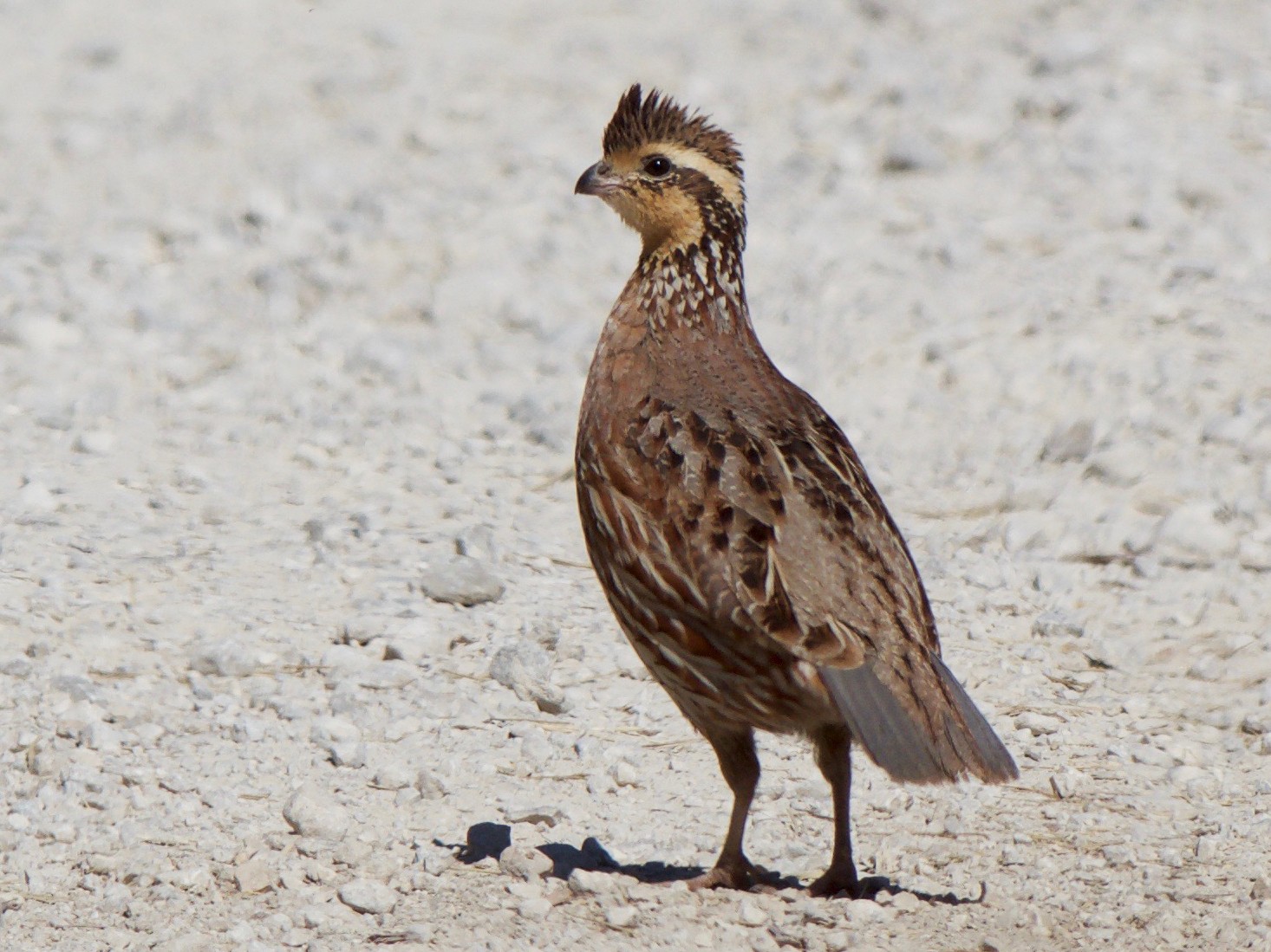Northern Bobwhite - eBird