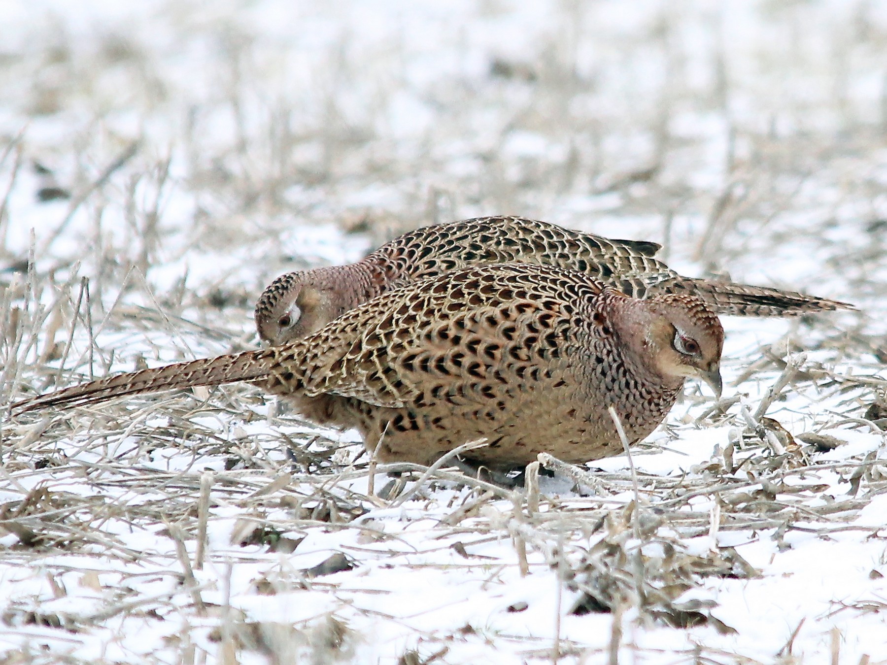 Common/Green Pheasant - eBird