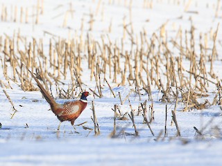 Common Pheasant - eBird