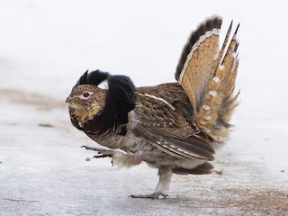 Ruffed Grouse - eBird
