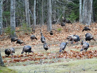 Wild Turkey - eBird