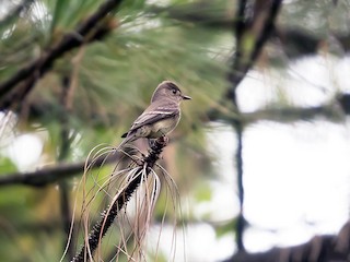 Western Wood-Pewee - eBird