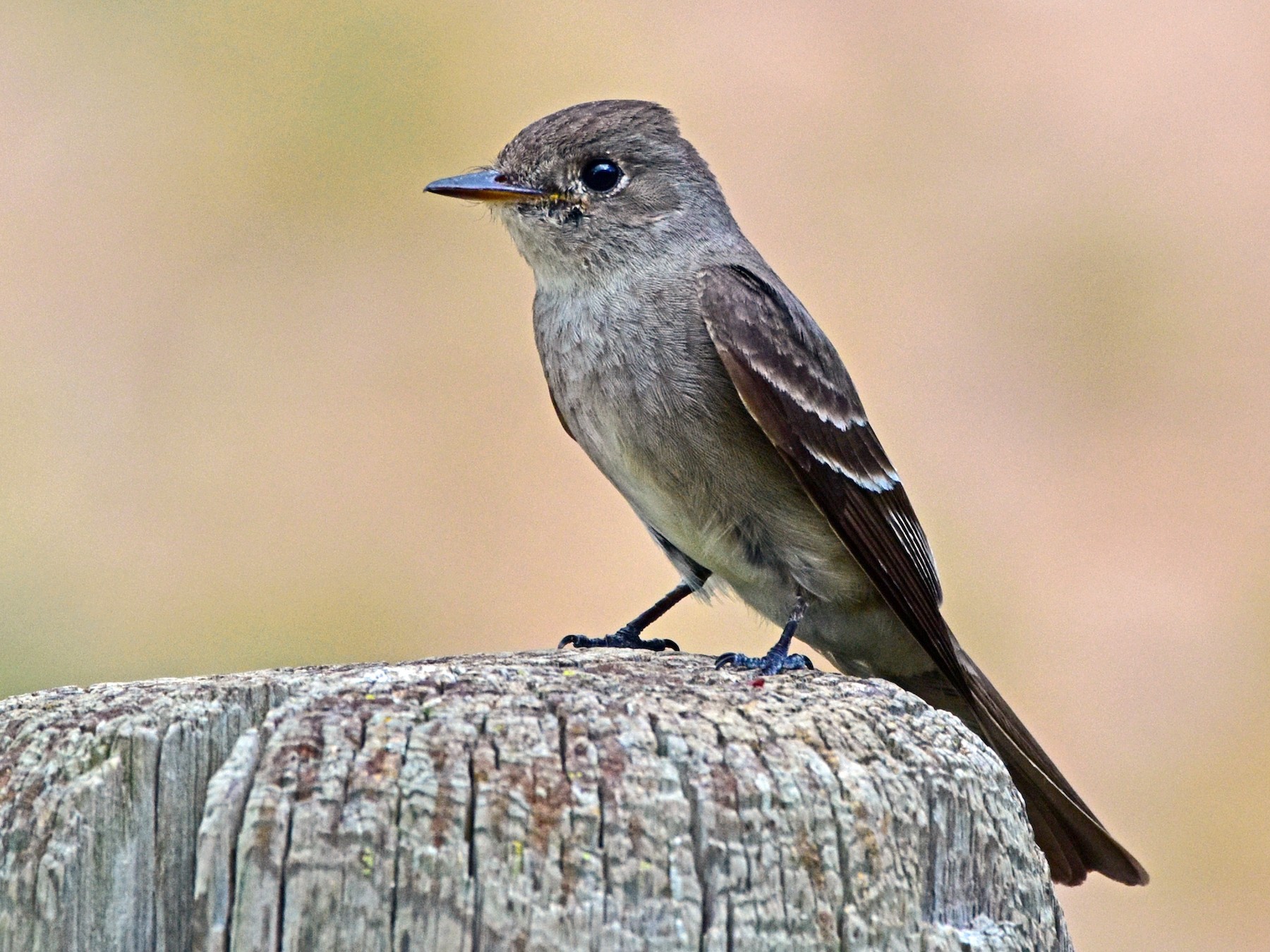 Western Wood Pewee Information