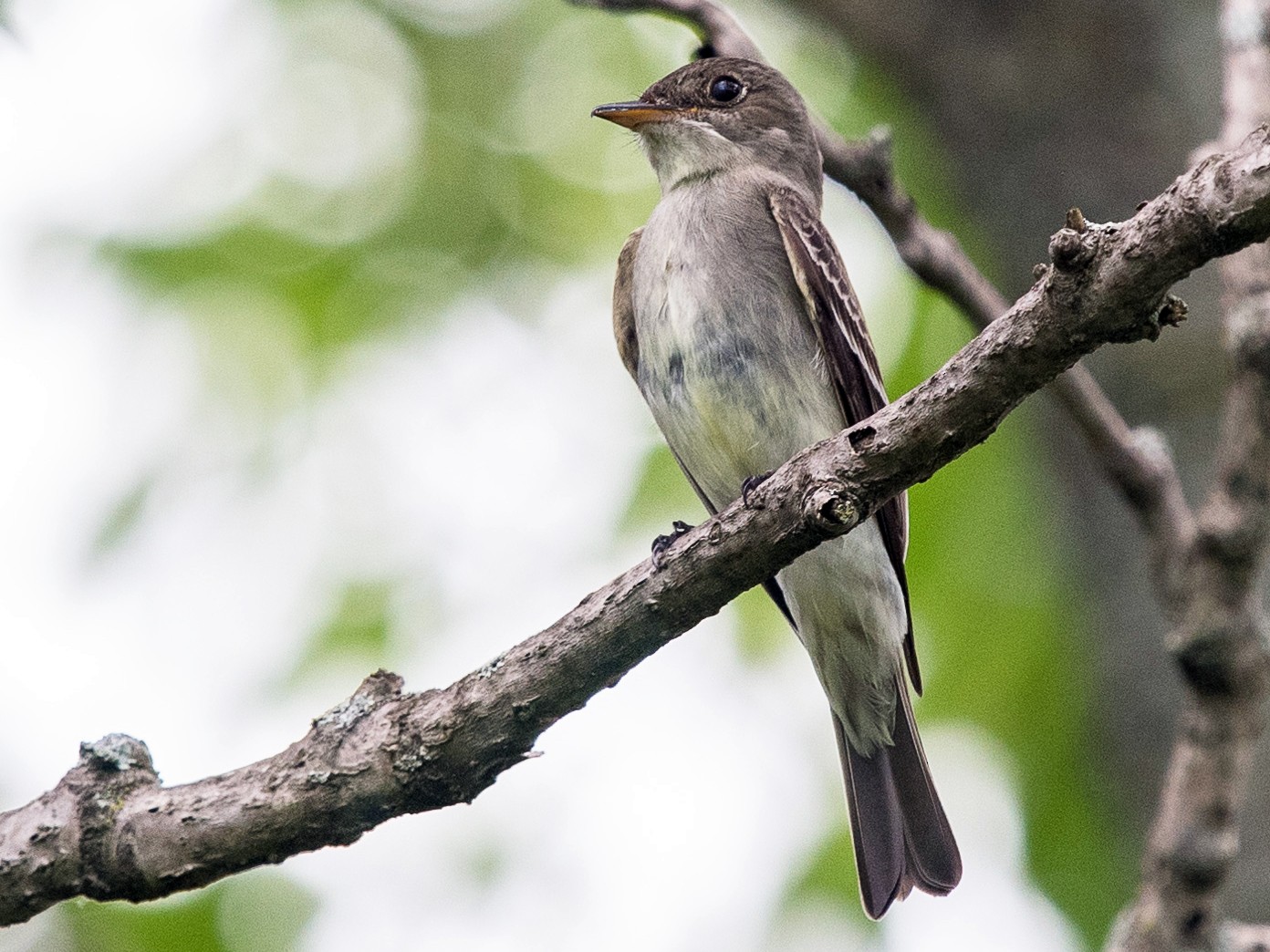 Eastern Wood-Pewee - eBird