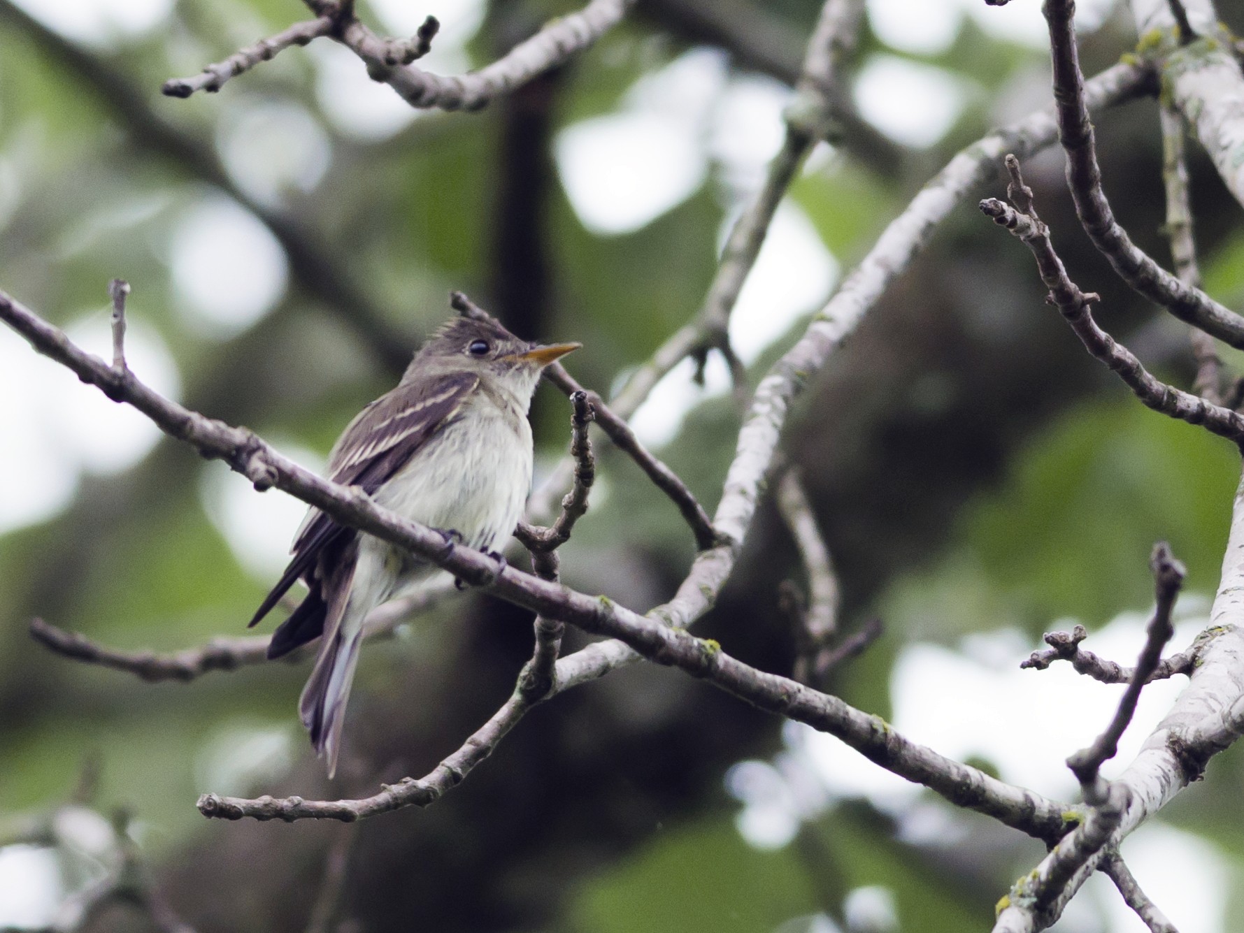 Eastern Wood-Pewee - eBird