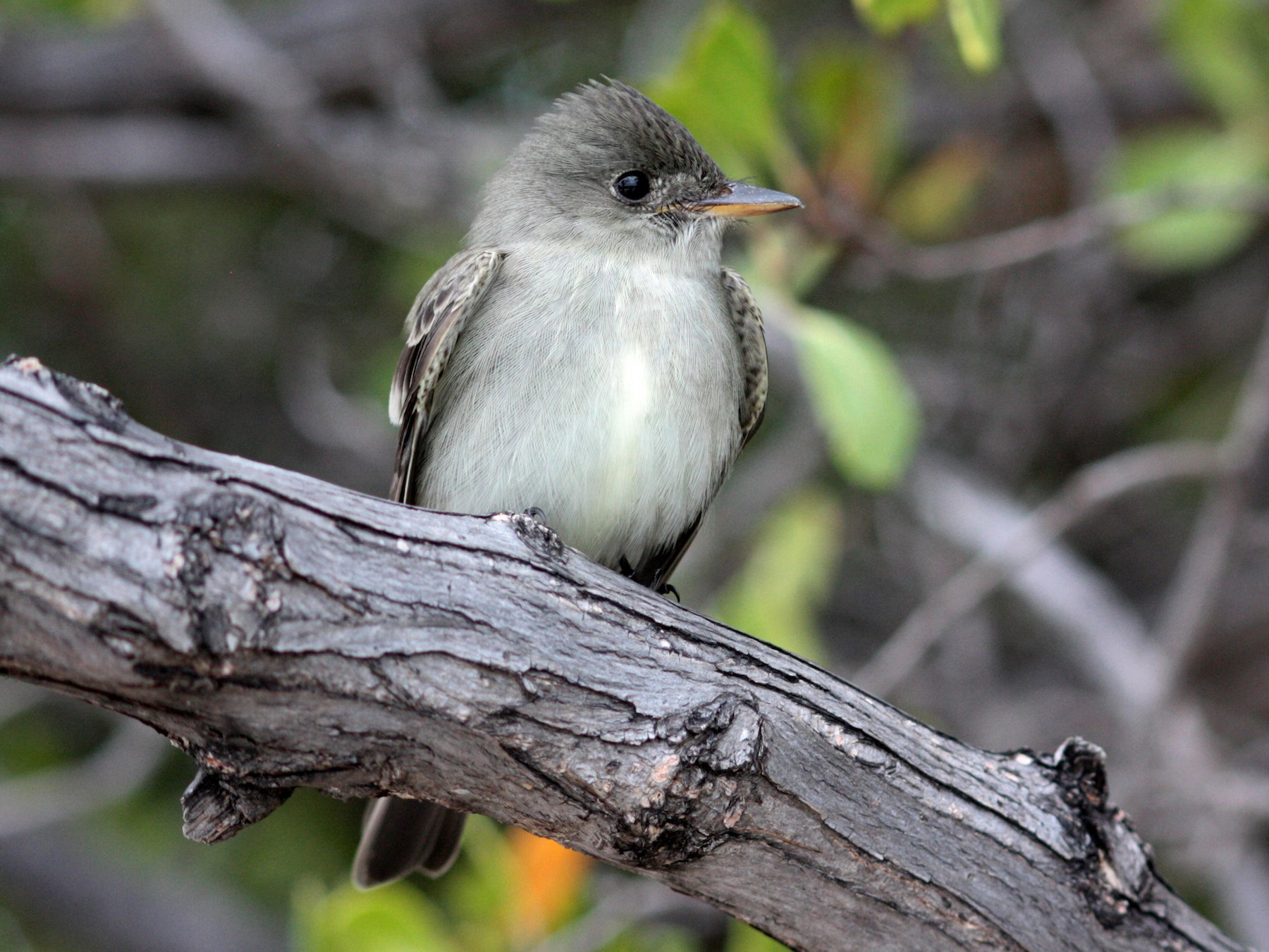 Eastern Wood Pewee - eBird