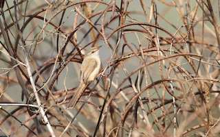 River Prinia - Prinia fluviatilis - Birds of the World
