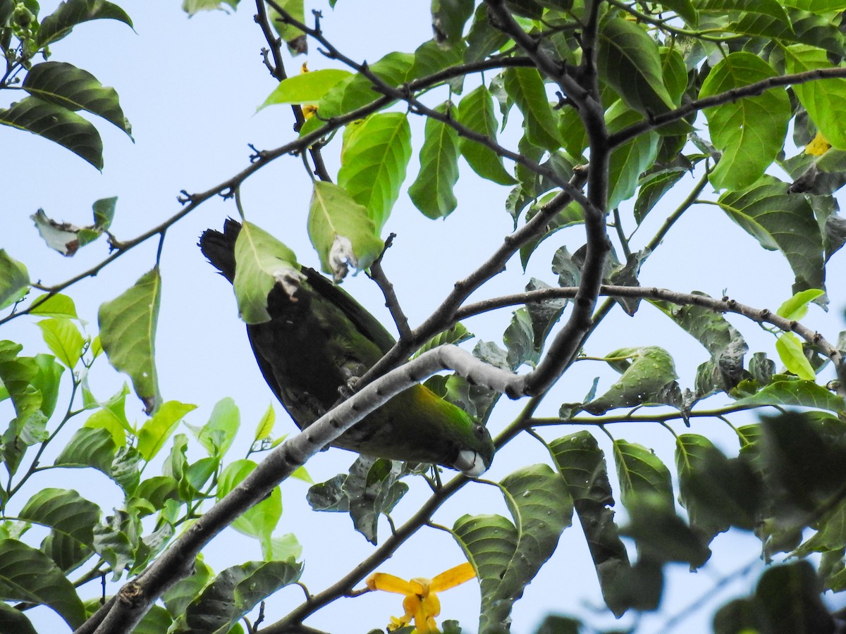 Yellow-breasted Racquet-tail - Prioniturus flavicans - Birds of the World