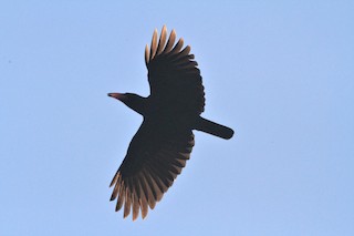 Guadalcanal Crow - Corvus woodfordi - Birds of the World