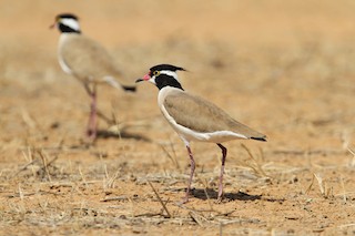 Black-headed Lapwing - Vanellus tectus - Birds of the World