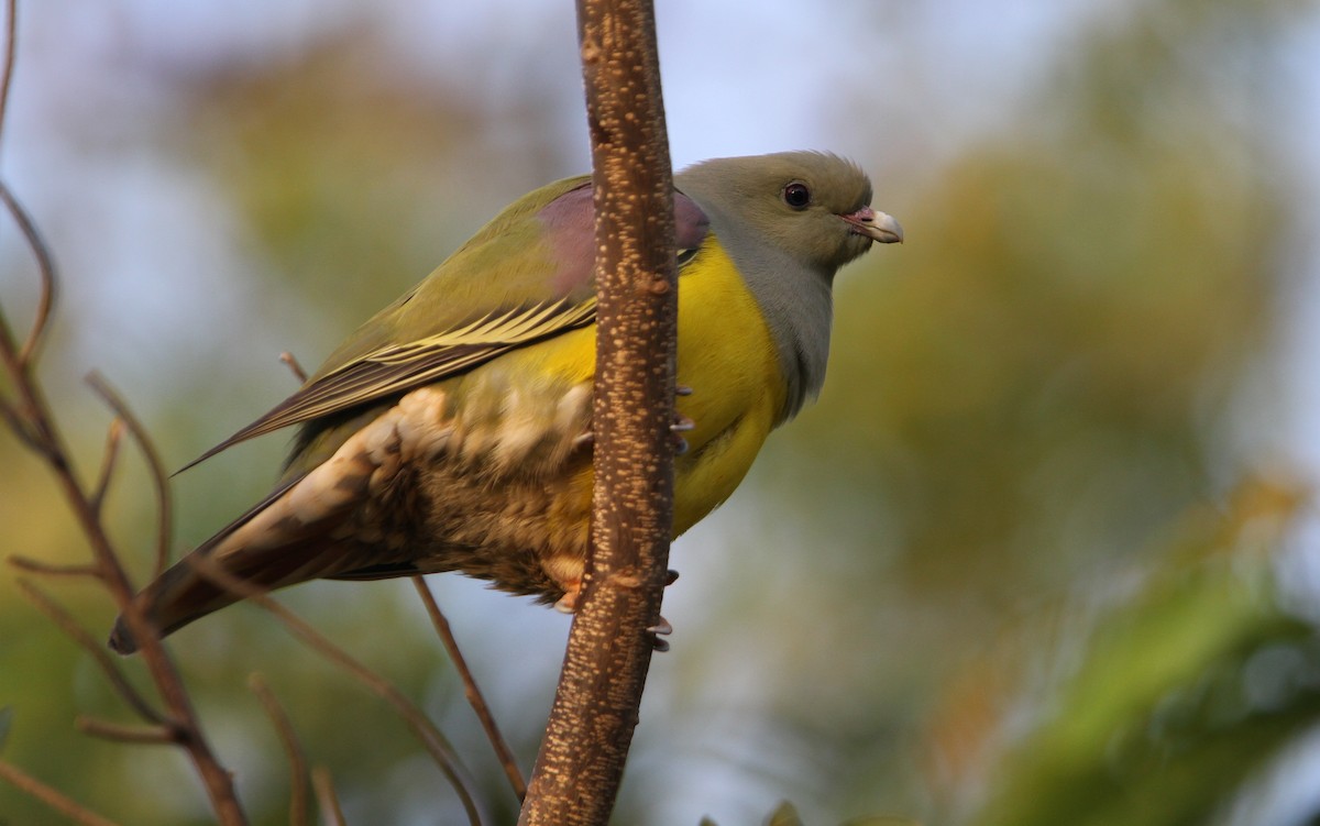 Bruce's Green-Pigeon - Treron waalia - Birds of the World