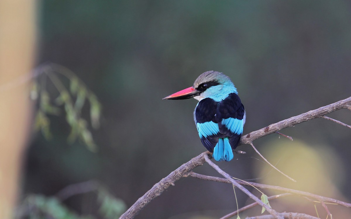 Blue-breasted Kingfisher - Halcyon malimbica - Birds of the World