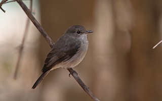 Swamp Flycatcher - Muscicapa aquatica - Birds of the World