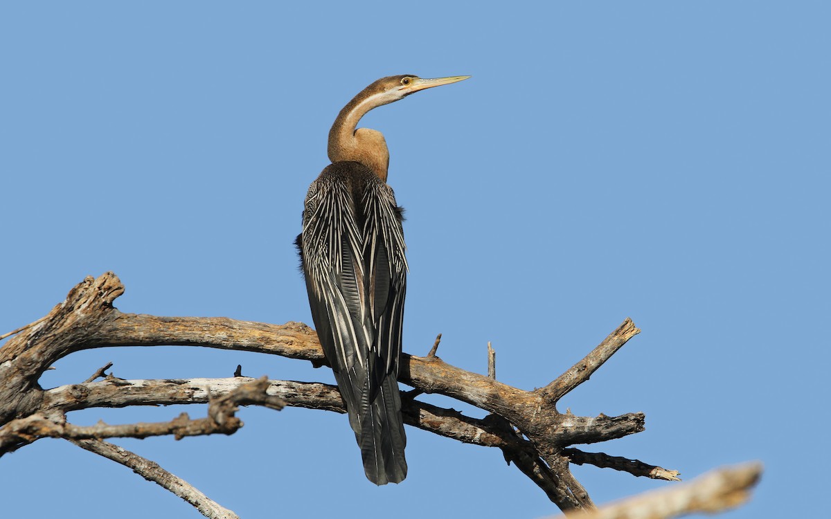 African Darter - Anhinga rufa - Birds of the World