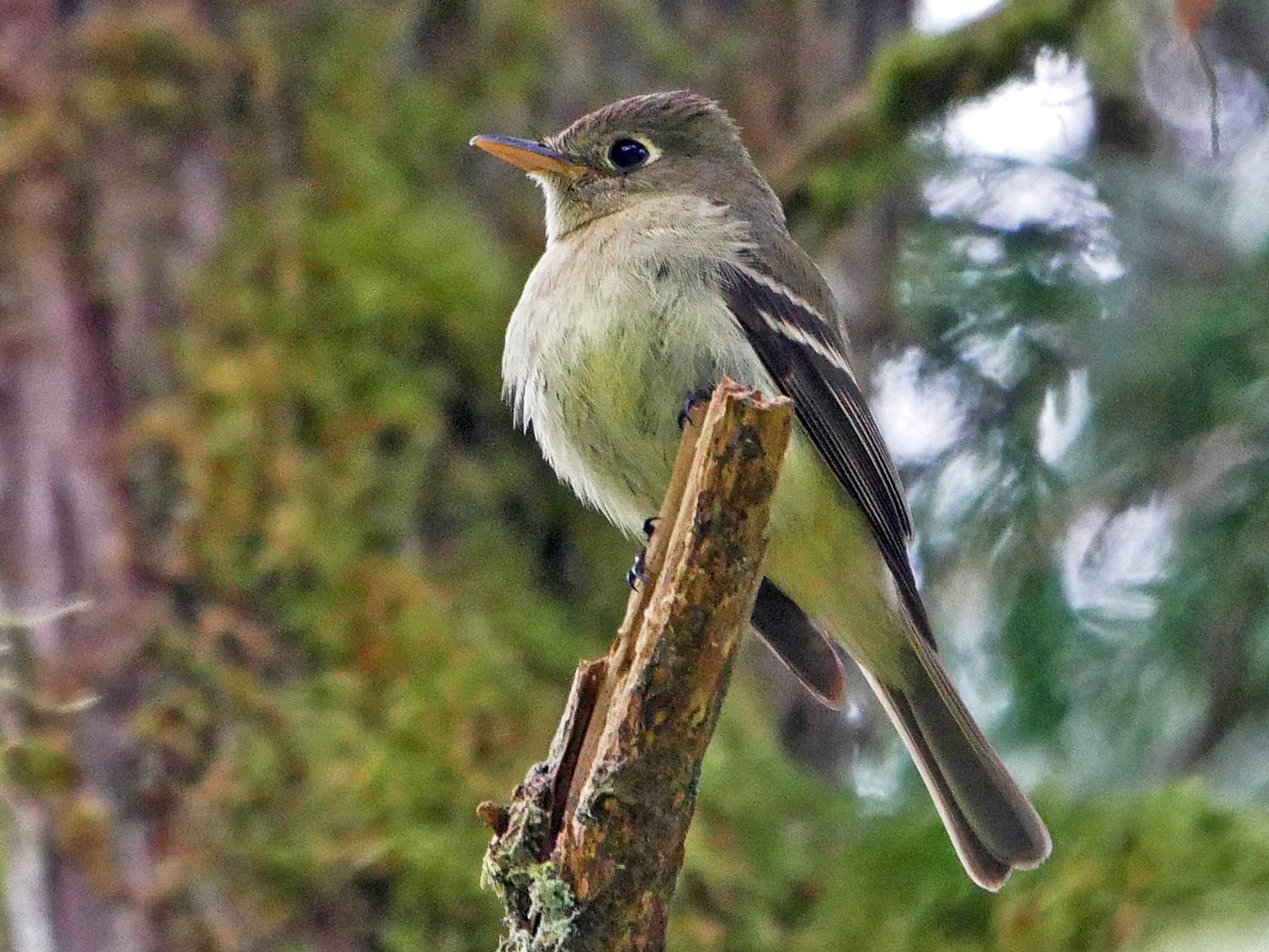 Western Flycatcher (Pacific-slope) - eBird