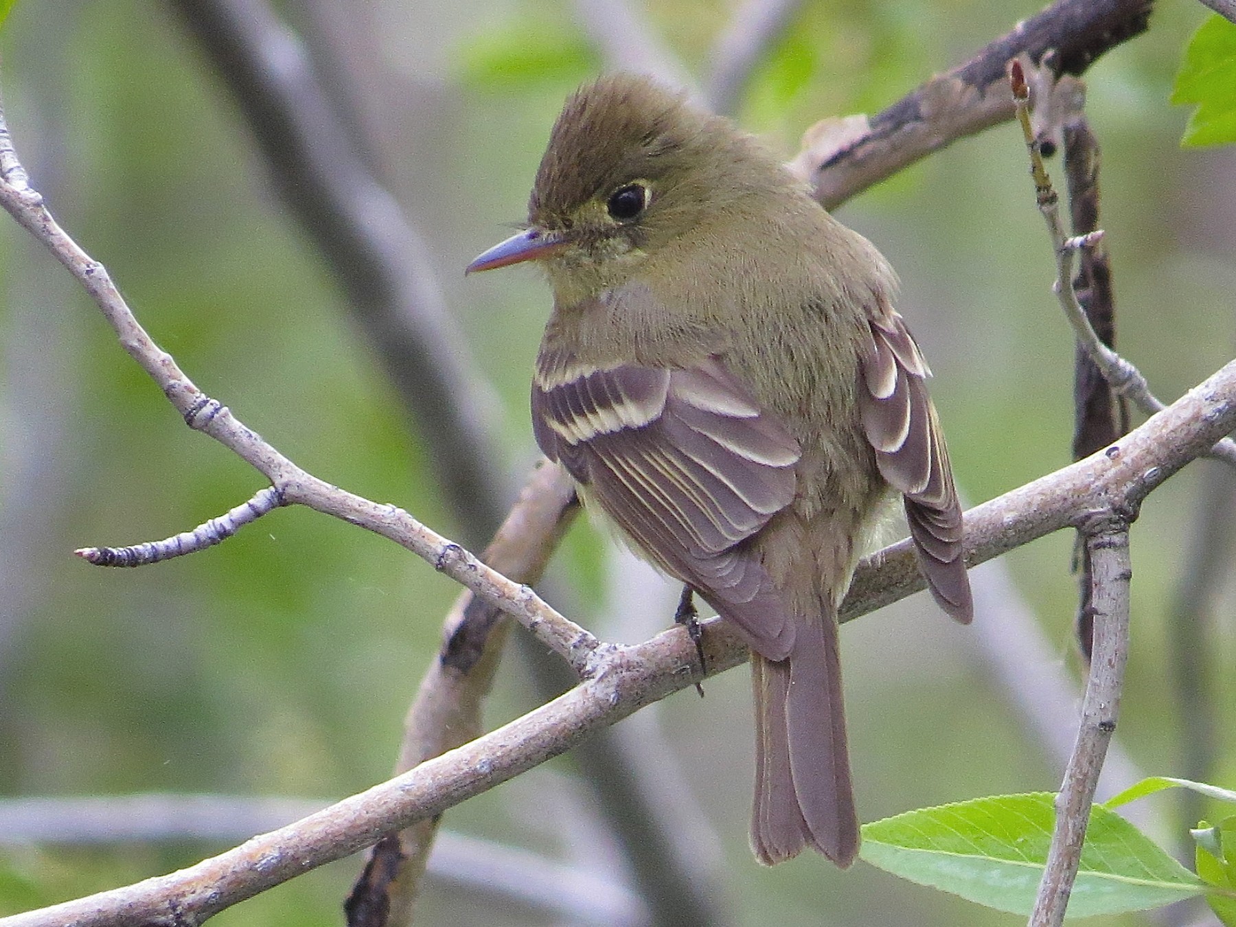 Cordilleran Flycatcher - eBird