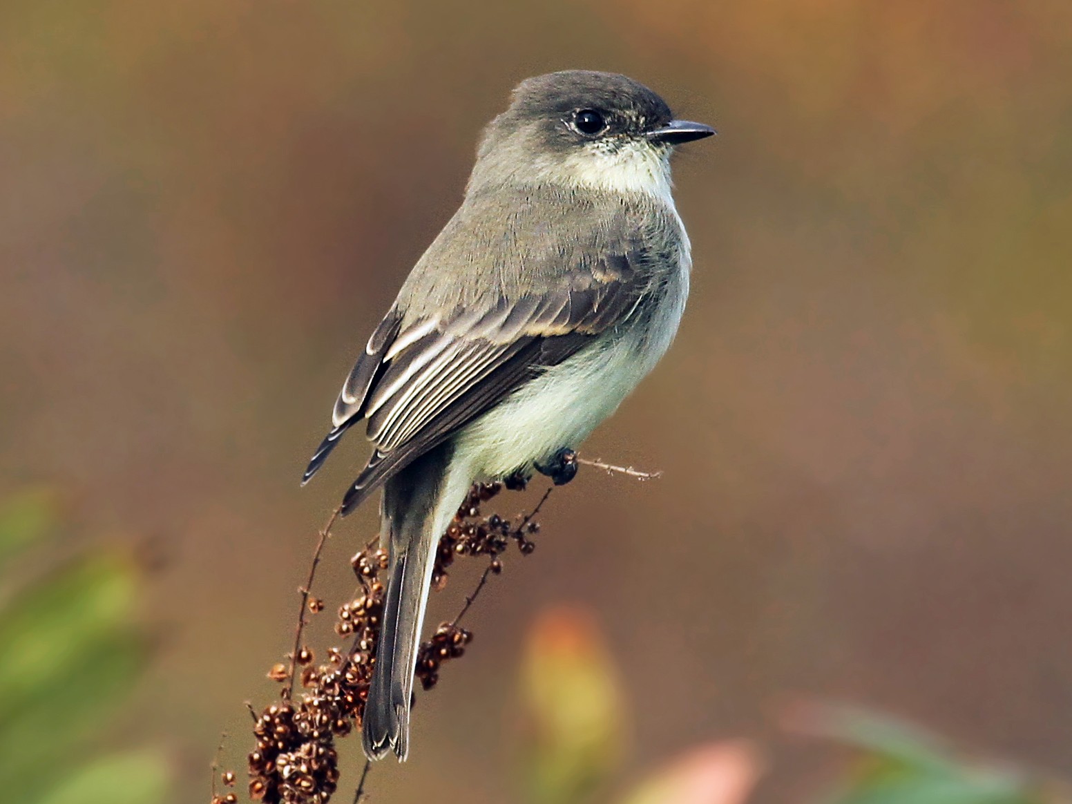 Eastern Phoebe - eBird
