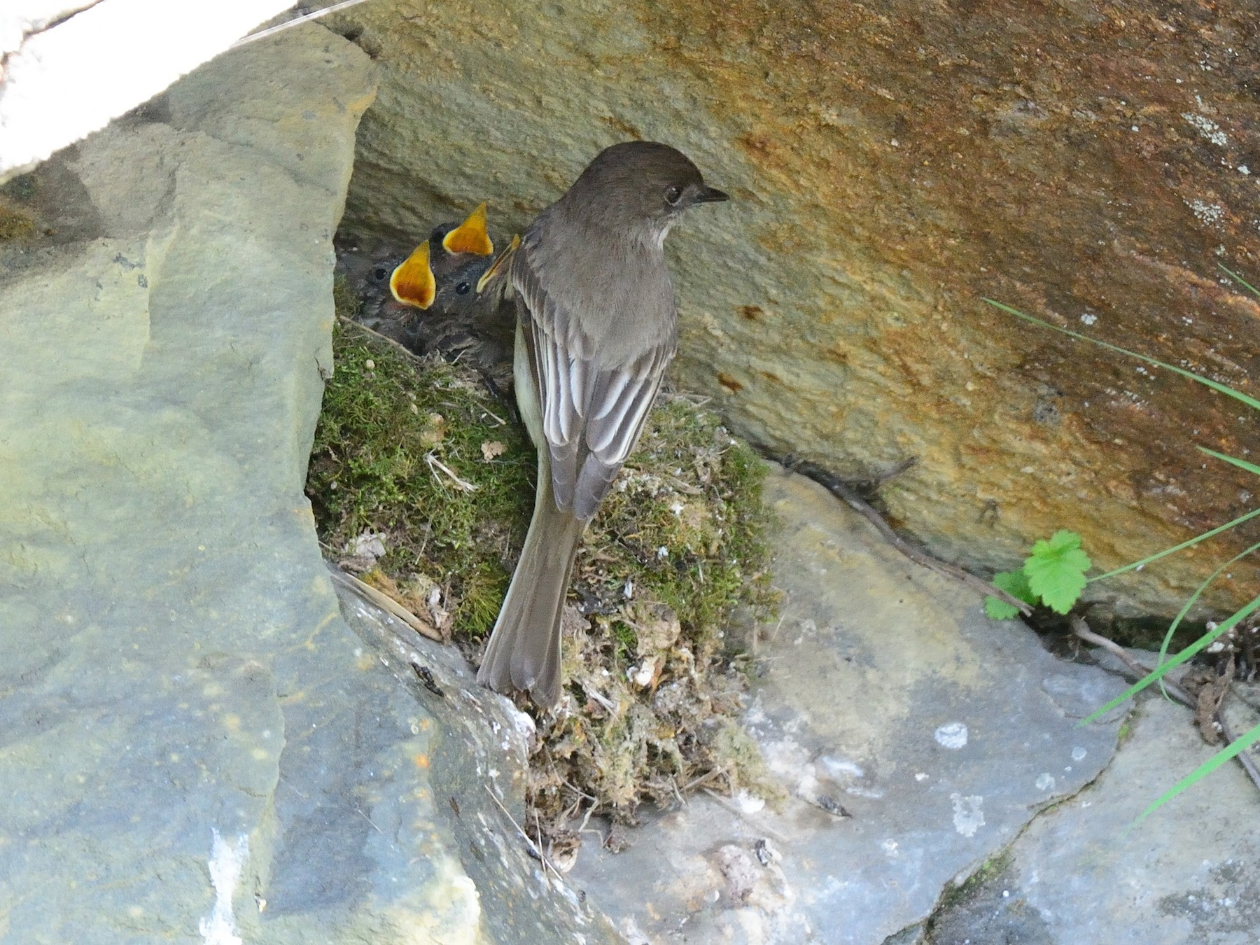 Adult Eastern Phoebe Bird
