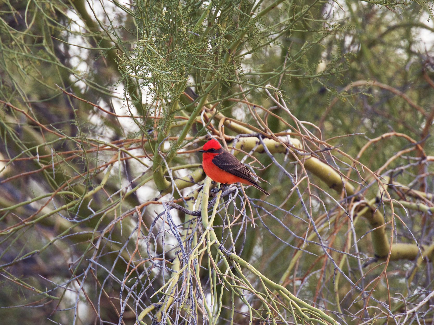 Vermilion Flycatcher - eBird