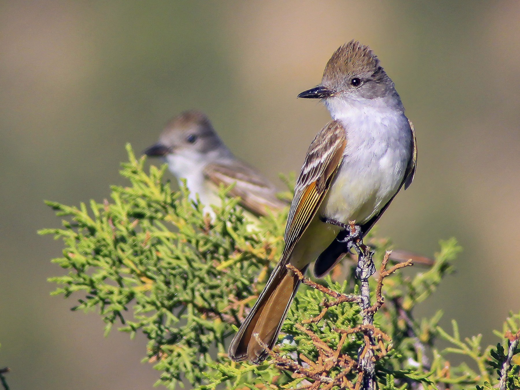 Ash-throated Flycatcher - eBird