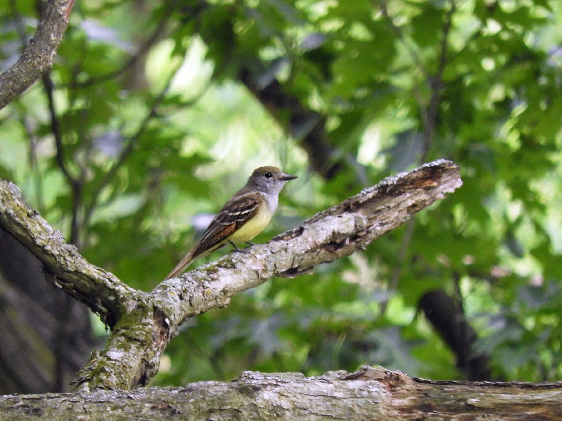 Baby Great Crested Flycatcher
