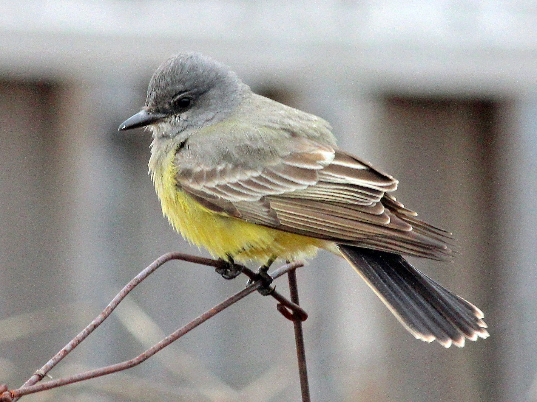 Cassin's Kingbird - eBird