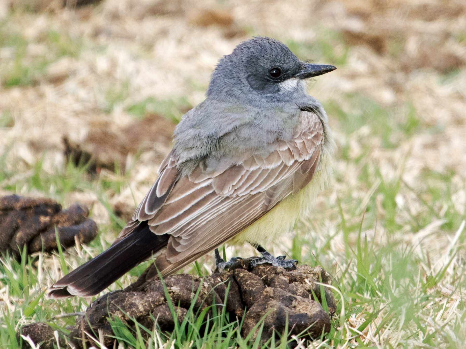 Cassin's Kingbird - eBird