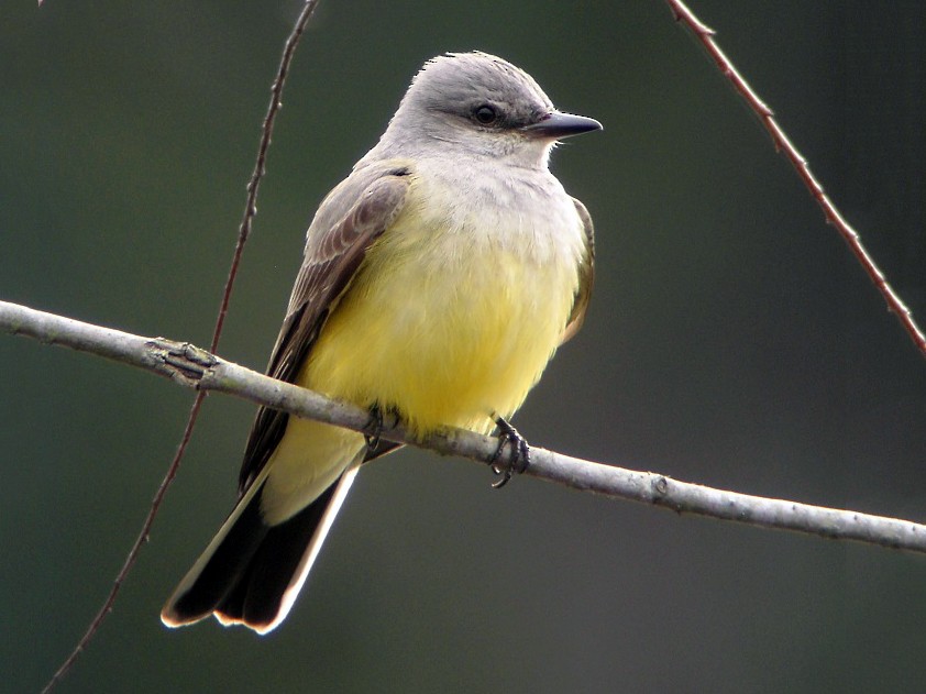 Western Kingbird - eBird