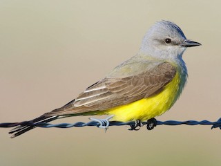 Western Kingbird - eBird