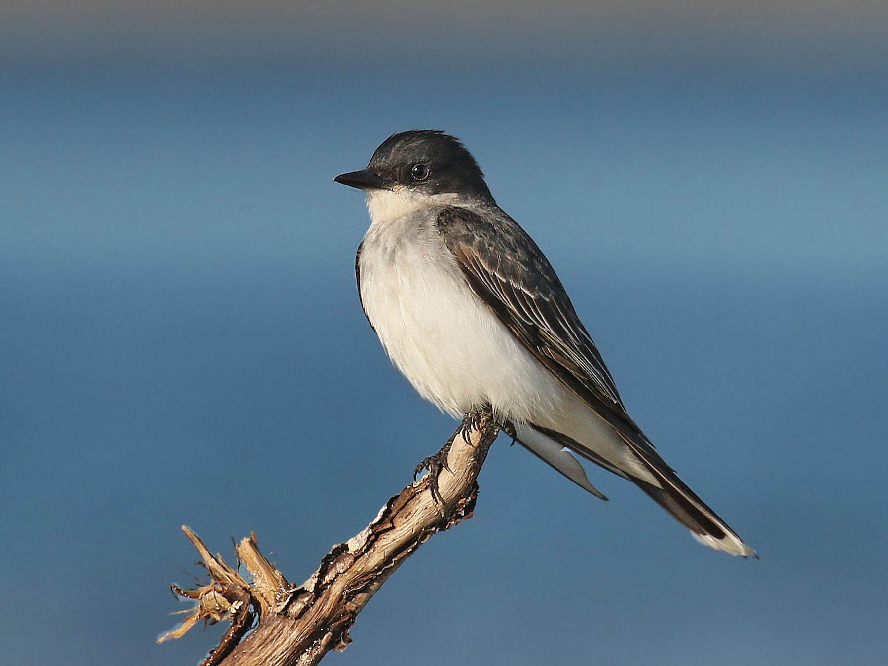 Eastern Kingbird - eBird