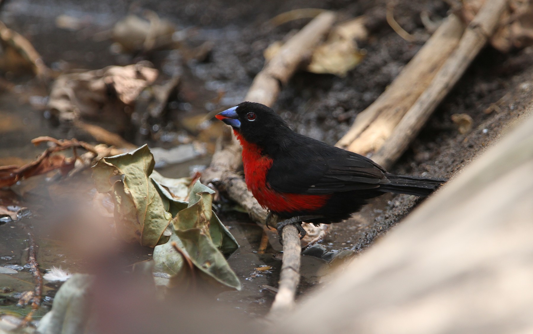 Western Bluebill - eBird