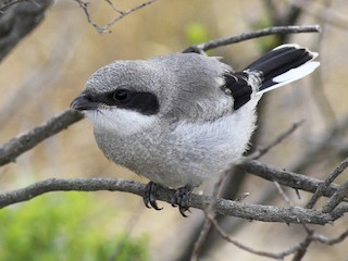 Loggerhead Shrike - eBird